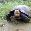 Nkauj hmoob - Various Artists, Yeej Koob, Ntsa Lab Thoj - mp3 download | lyric - NhacCuaTui